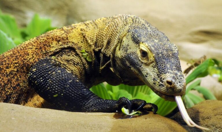 Por qué los animales venenosos no se mueren con su veneno – Eco Blog NL